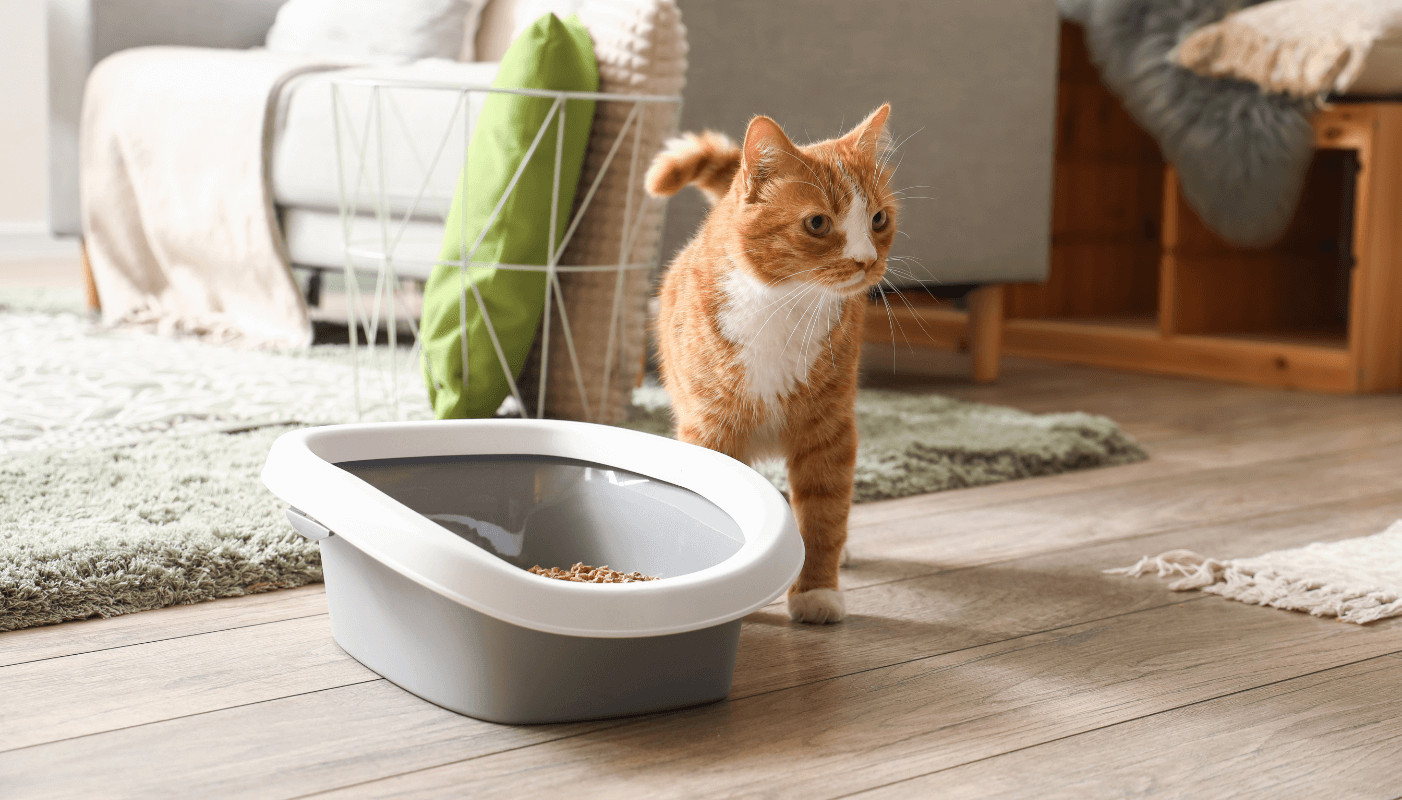 5 types of hygienic cat litter